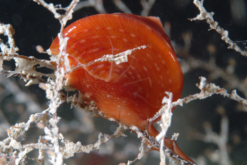 Calliostoma conulus , Natura Mediterraneo | Forum Naturalistico