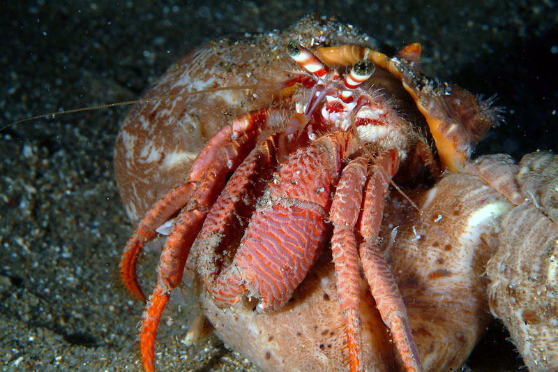 Dardanus arrosor , Natura Mediterraneo | Forum Naturalistico