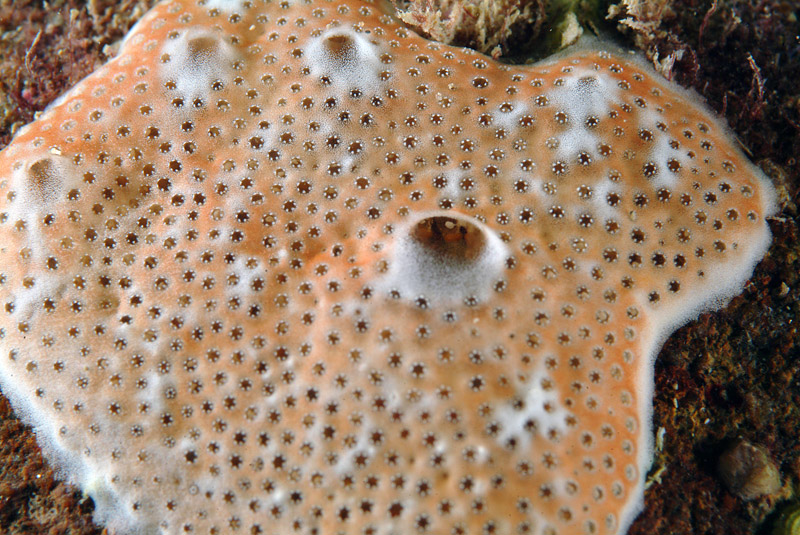 Didemnum sp. , Natura Mediterraneo | Forum Naturalistico