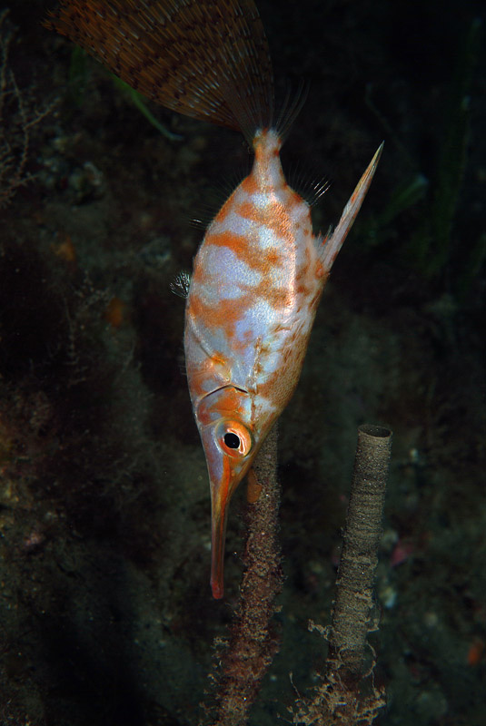 Macroramphosus scolopax , Natura Mediterraneo | Forum Naturalistico