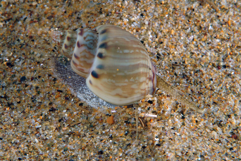 Nassarius mutabilis , Natura Mediterraneo | Forum Naturalistico