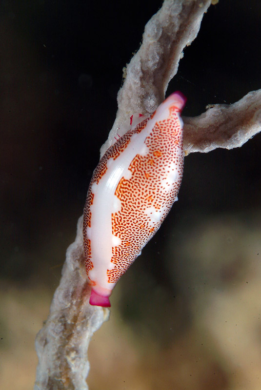 Neosimnia spelta , Natura Mediterraneo | Forum Naturalistico