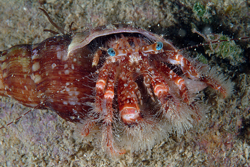 Pagurus cuanensis , Natura Mediterraneo | Forum Naturalistico