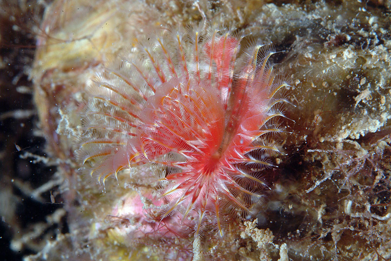 Serpula vermicularialis , Natura Mediterraneo | Forum Naturalistico