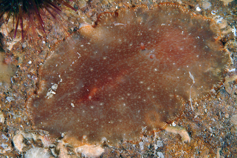 Stylochus pilidium (Goette, 1881) e Discocelis tigrina , Natura ...