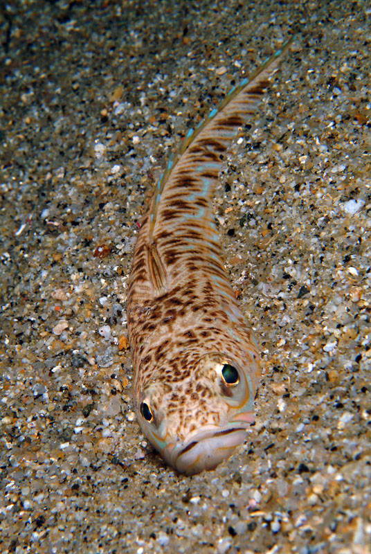 Trachinus draco , Natura Mediterraneo | Forum Naturalistico