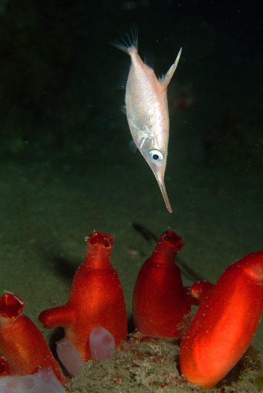 Macroramphosus scolopax , Natura Mediterraneo | Forum Naturalistico