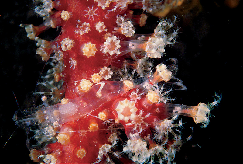 Periclimenes scriptus , Natura Mediterraneo | Forum Naturalistico