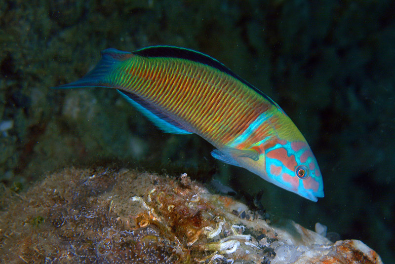 Labridi , Natura Mediterraneo | Forum Naturalistico
