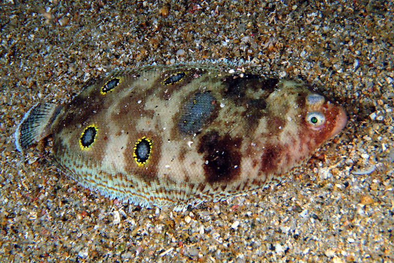 Microchirus ocellatus , Natura Mediterraneo | Forum Naturalistico