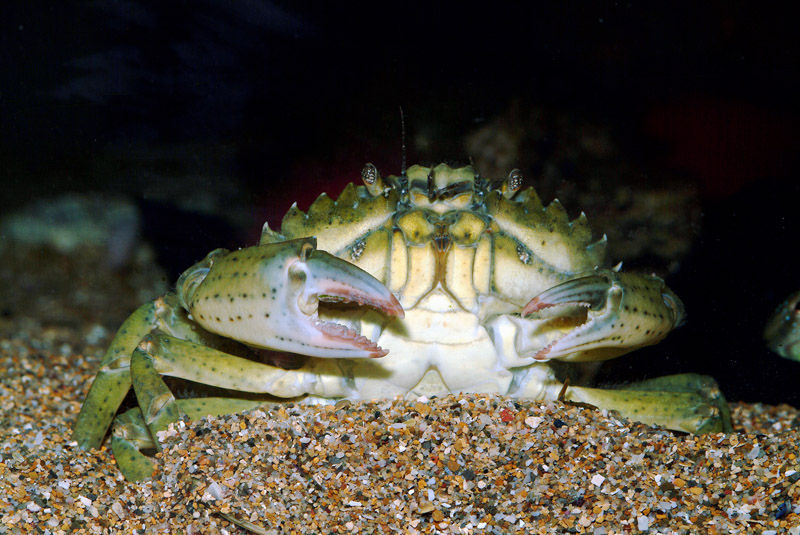 Carcinus sp. , Natura Mediterraneo | Forum Naturalistico