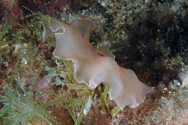 Stylochus pilidium (Goette, 1881) e Discocelis tigrina , Natura ...