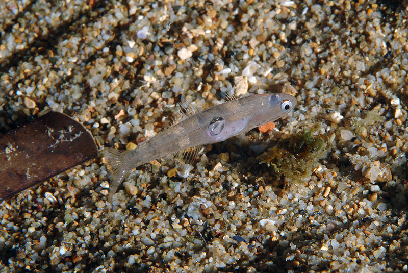 Gobidi , Natura Mediterraneo | Forum Naturalistico