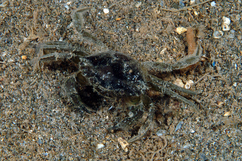Carcinus sp. , Natura Mediterraneo | Forum Naturalistico