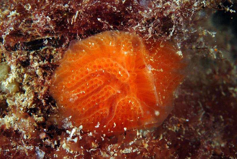 Aplidium sp. , Natura Mediterraneo | Forum Naturalistico