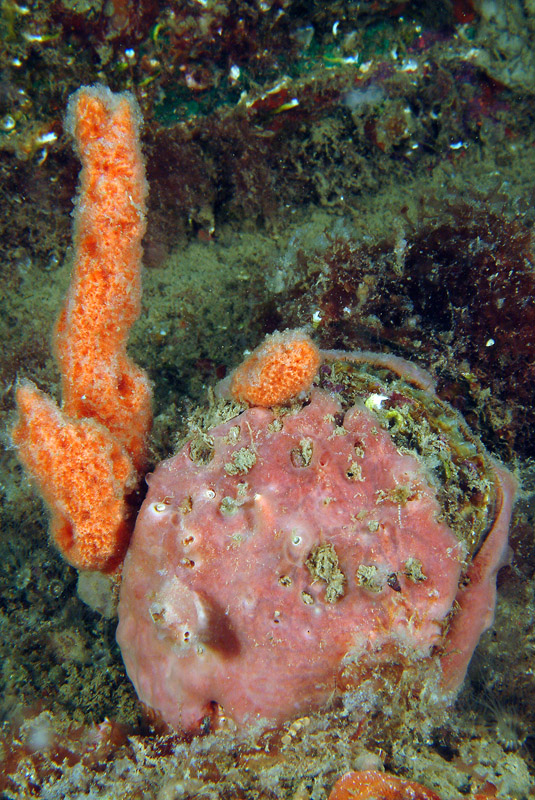 Ulosa stuposa (Esper, 1794) , Natura Mediterraneo | Forum Naturalistico
