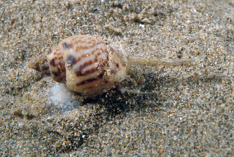 Nassarius mutabilis , Natura Mediterraneo | Forum Naturalistico