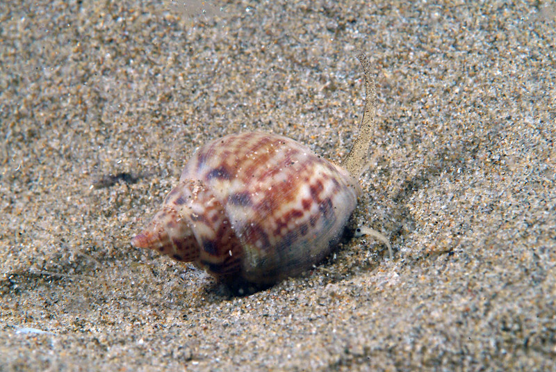 Nassarius mutabilis , Natura Mediterraneo | Forum Naturalistico