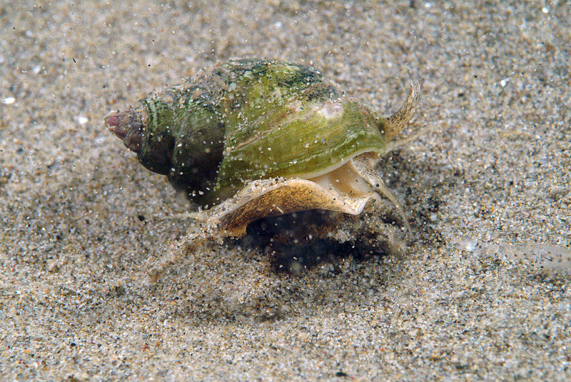 Nassarius mutabilis , Natura Mediterraneo | Forum Naturalistico