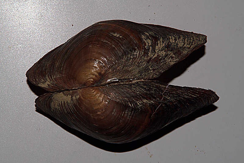 Bivalve d'acqua dolce , Natura Mediterraneo | Forum Naturalistico