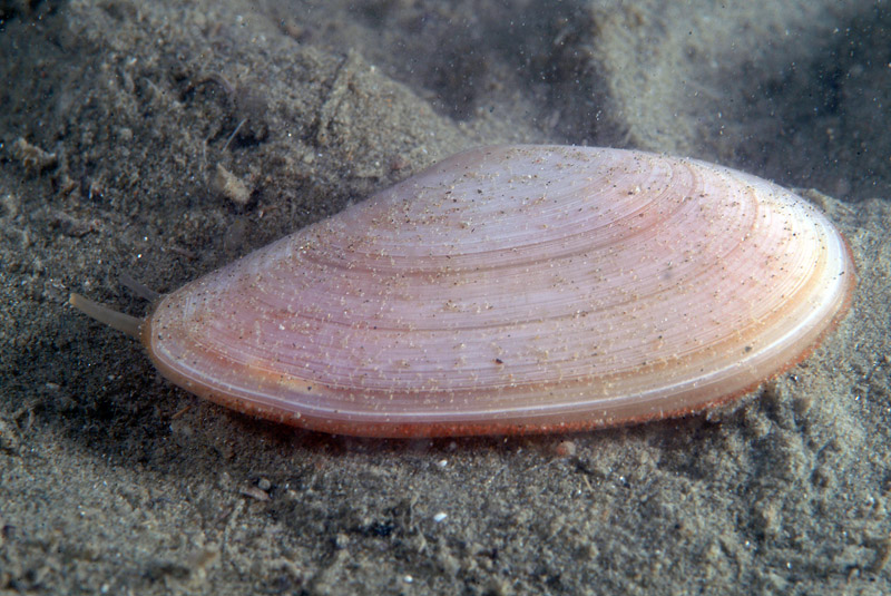 Tellina nitida , Natura Mediterraneo | Forum Naturalistico