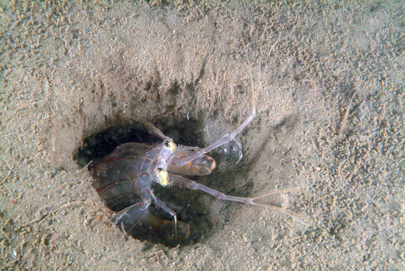 Squilla mantis , Natura Mediterraneo | Forum Naturalistico