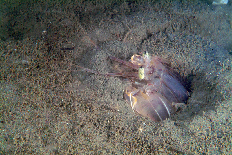 Squilla mantis , Natura Mediterraneo | Forum Naturalistico