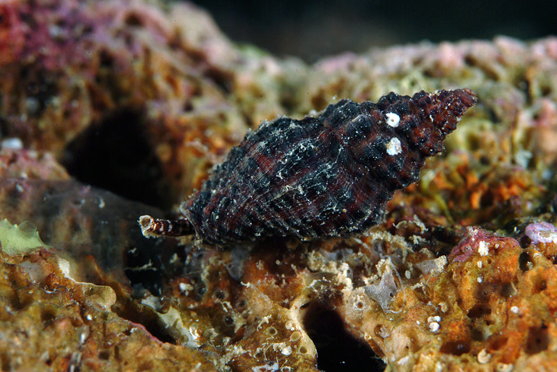 Pollia scabra , Natura Mediterraneo | Forum Naturalistico