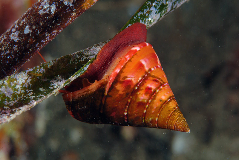 Calliostoma conulus , Natura Mediterraneo | Forum Naturalistico