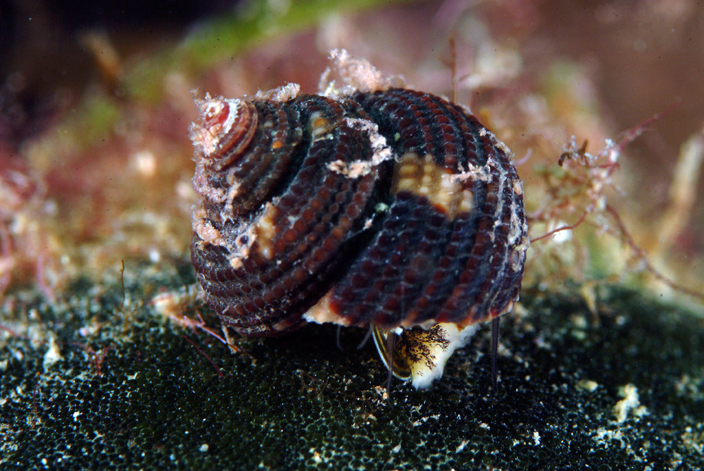 Clanculus cruciatus , Natura Mediterraneo | Forum Naturalistico