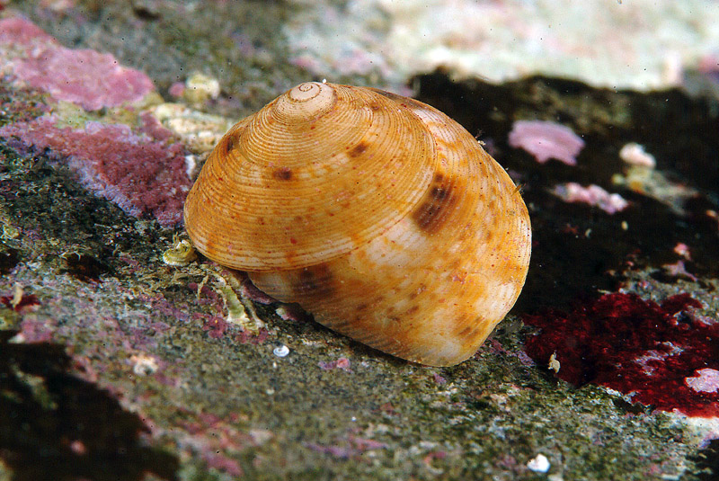 Gibbula varia , Natura Mediterraneo | Forum Naturalistico