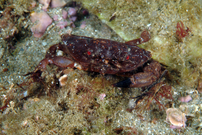 Xantho incisus , Natura Mediterraneo | Forum Naturalistico