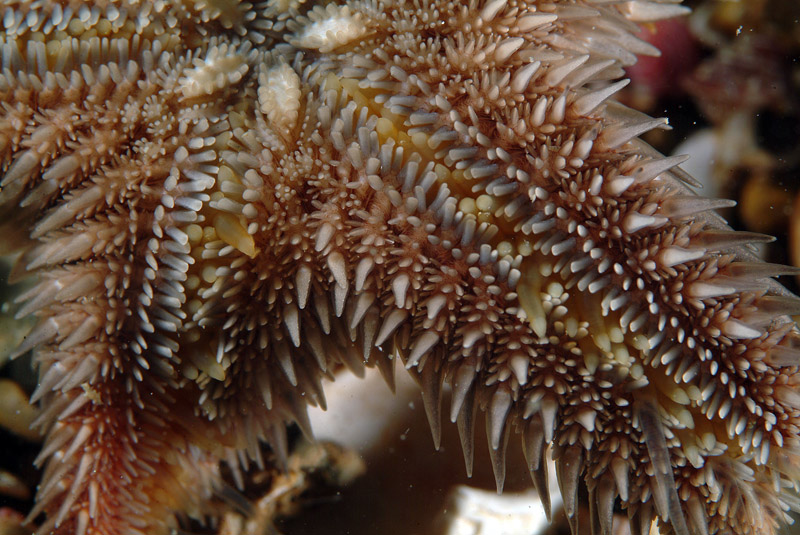 Astropecten spinulosus (Philippi, 1837) , Natura Mediterraneo | Forum ...