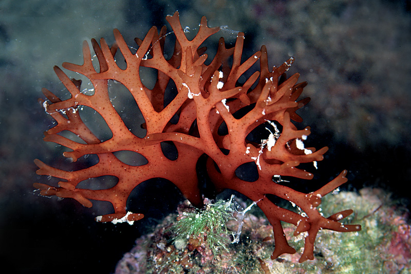 Nemastoma dichotomum , Natura Mediterraneo | Forum Naturalistico