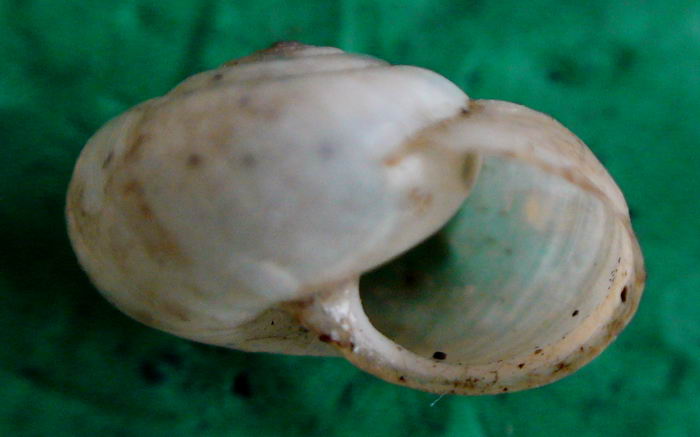 Monacha appenniniche del gruppo cantiana , Natura Mediterraneo | Forum ...