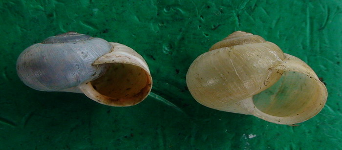 Monacha appenniniche del gruppo cantiana , Natura Mediterraneo | Forum ...