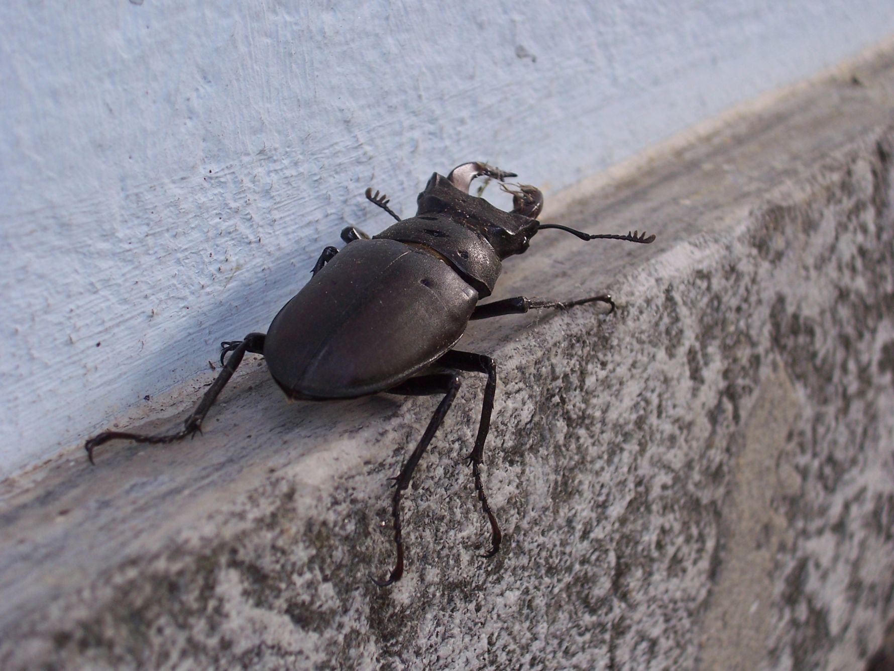 Cervo volante - Lucanus cervus , Natura Mediterraneo | Forum Naturalistico