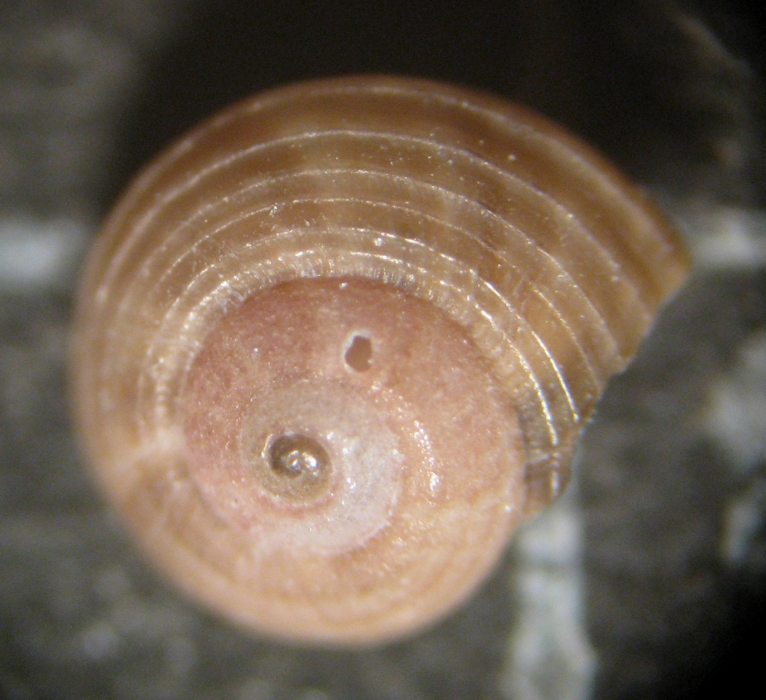 Gibbula philberti. , Natura Mediterraneo | Forum Naturalistico