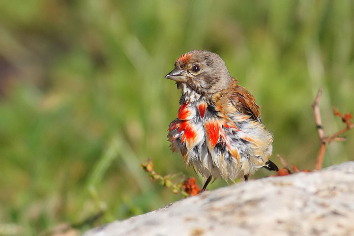 fanello bagnato , Natura Mediterraneo | Forum Naturalistico