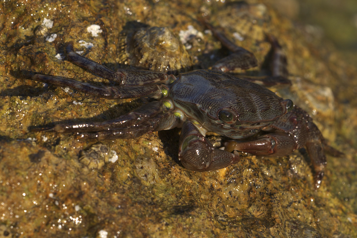 Pachygrapsus marmoratus (Fabricius, 1787) , Natura Mediterraneo | Forum ...