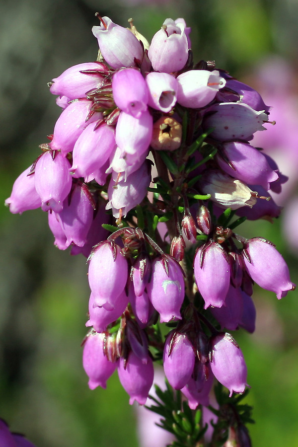Erica cinerea L. / Erica cenerina. , Natura Mediterraneo | Forum ...