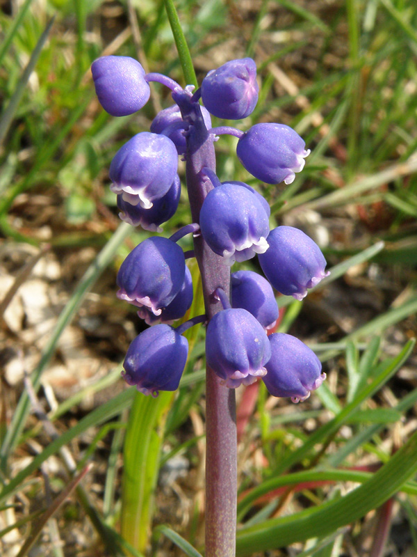 Muscari botryoides subsp. botryoides (Liguria) , Natura Mediterraneo ...