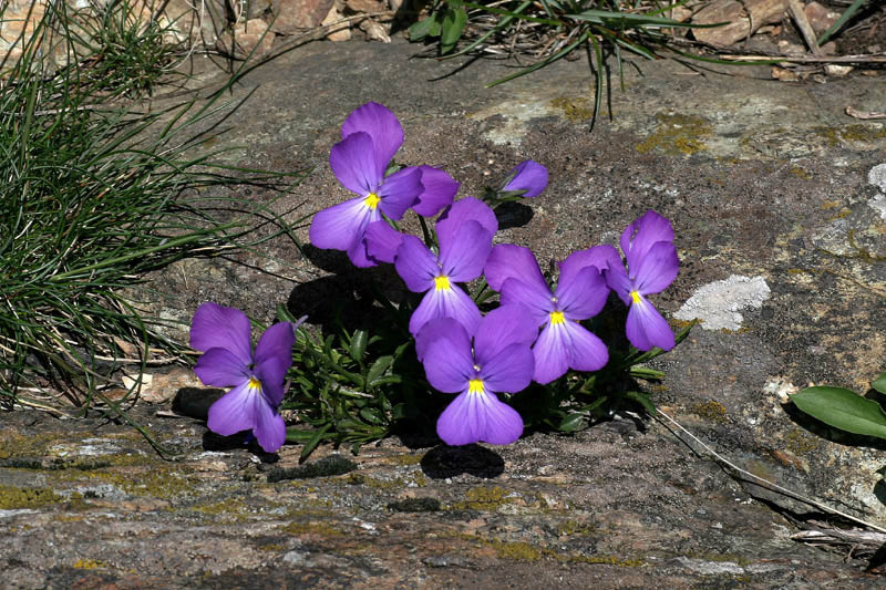 Viola Bertolonii , Natura Mediterraneo | Forum Naturalistico