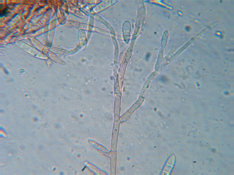 muffa rosa , Natura Mediterraneo | Forum Naturalistico