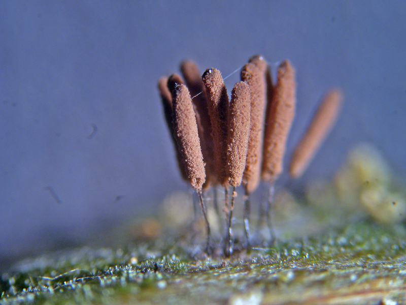 Stemonitis sp. , Natura Mediterraneo | Forum Naturalistico