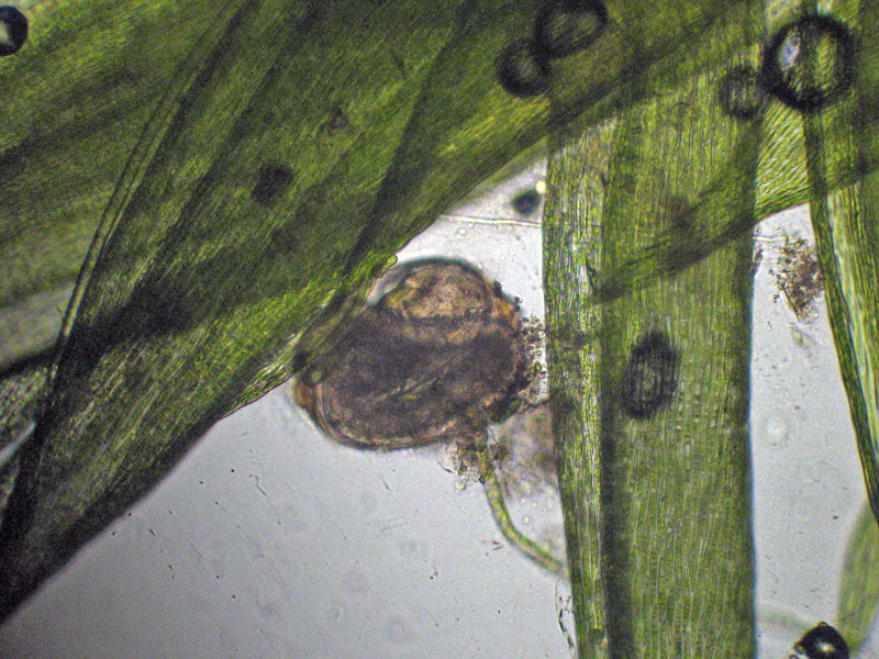 Tra le foglie di un Muschio , Natura Mediterraneo | Forum Naturalistico