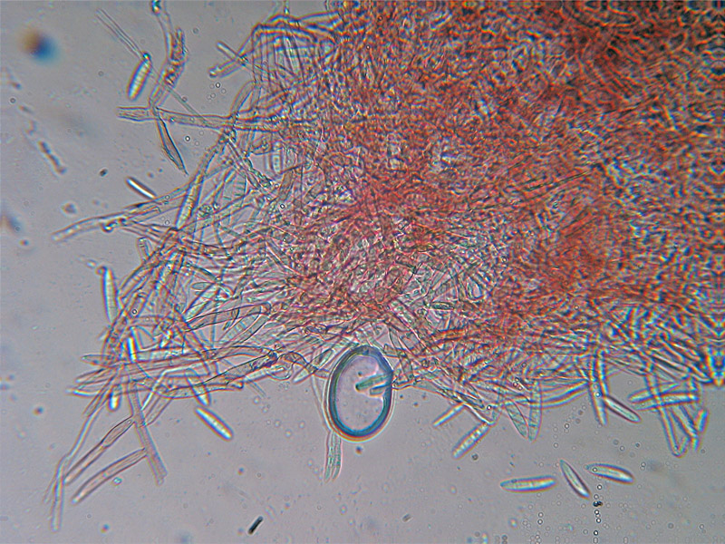 muffa rosa , Natura Mediterraneo | Forum Naturalistico