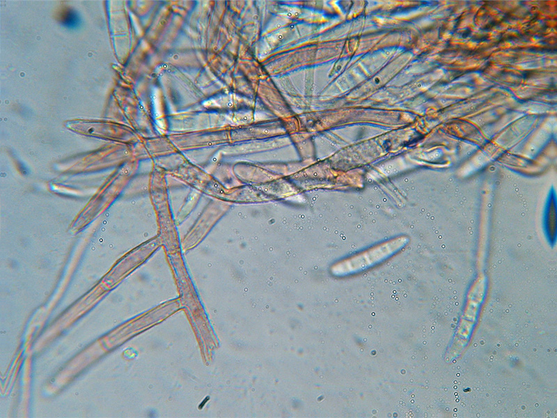 muffa rosa , Natura Mediterraneo | Forum Naturalistico