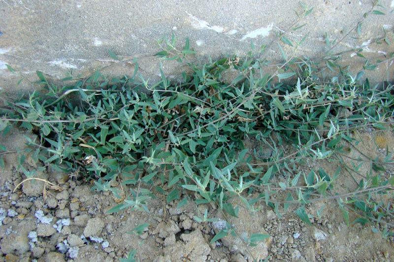Atriplex sp , Natura Mediterraneo | Forum Naturalistico