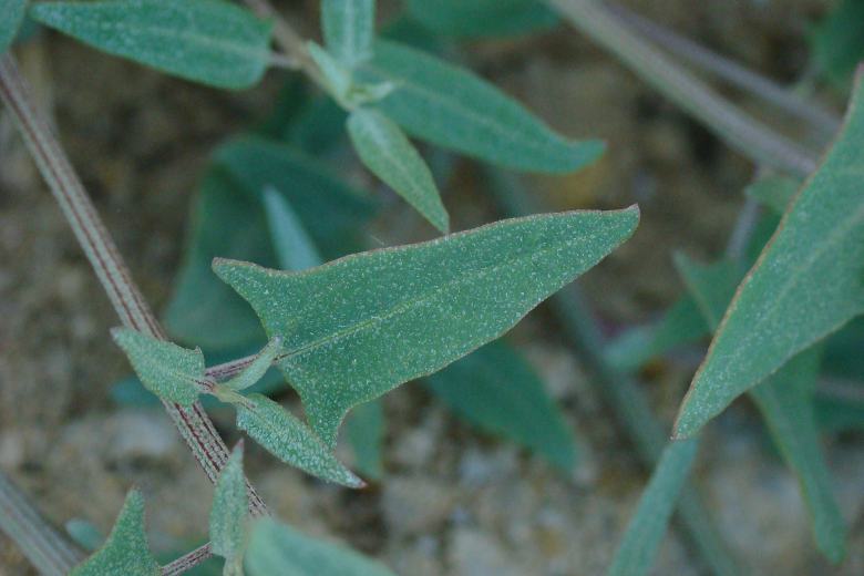 Atriplex sp , Natura Mediterraneo | Forum Naturalistico